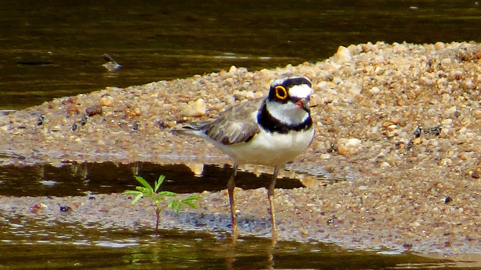 Safari Sri Lanka: Little ringed plover - Migrant Bird Specie in Sri Lanka