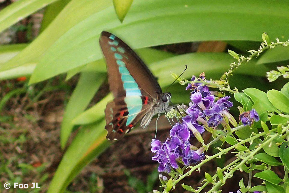 Butterflies of Singapore: Favourite Nectaring Plants #14
