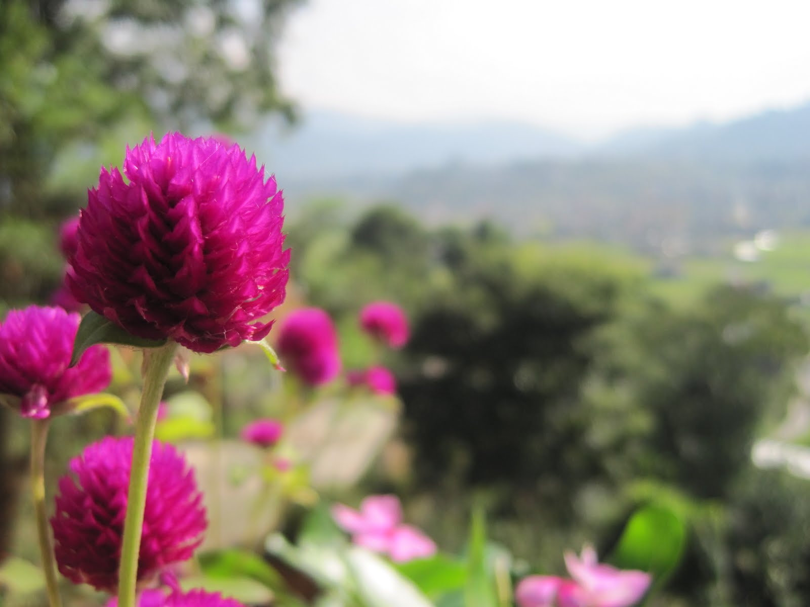Makhamali Flower, In nepal it is used in Tihar (Dipawali) for ...