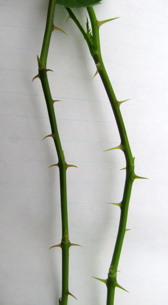 Rose Hybridizing: Early Notes on Darlow's Enigma Seedlings