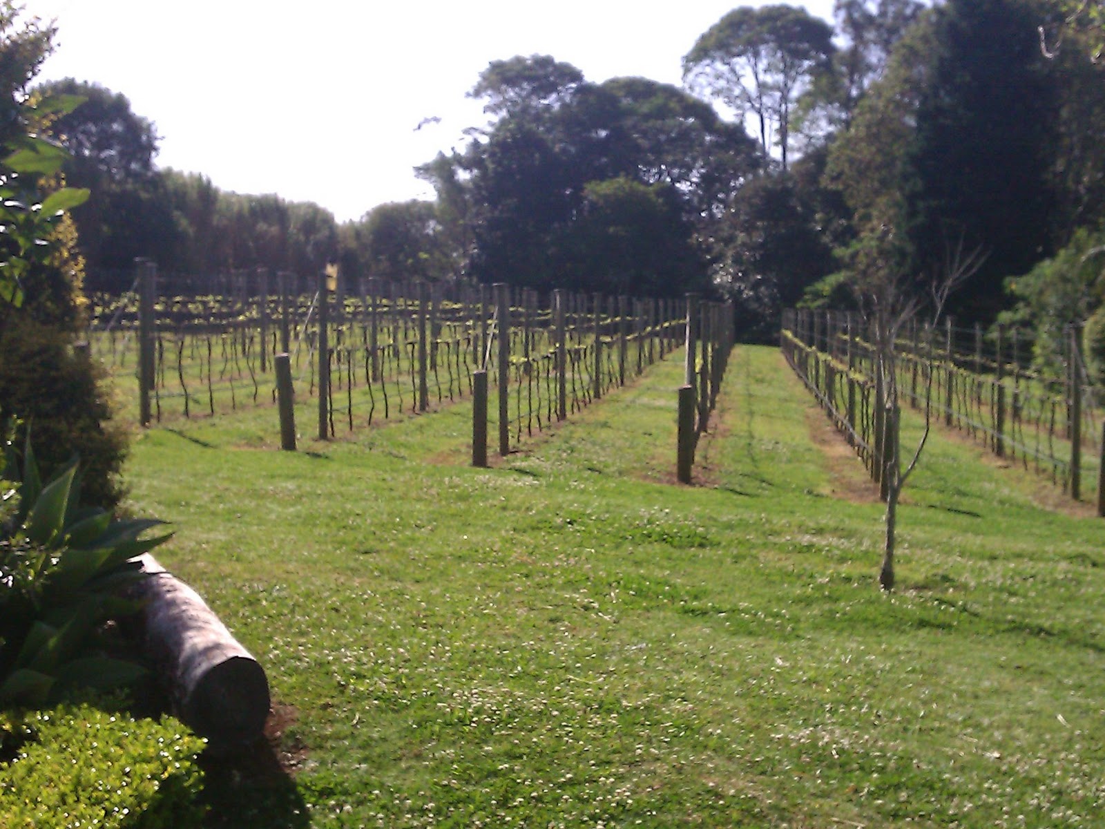 Witches Falls - QWine Reviews