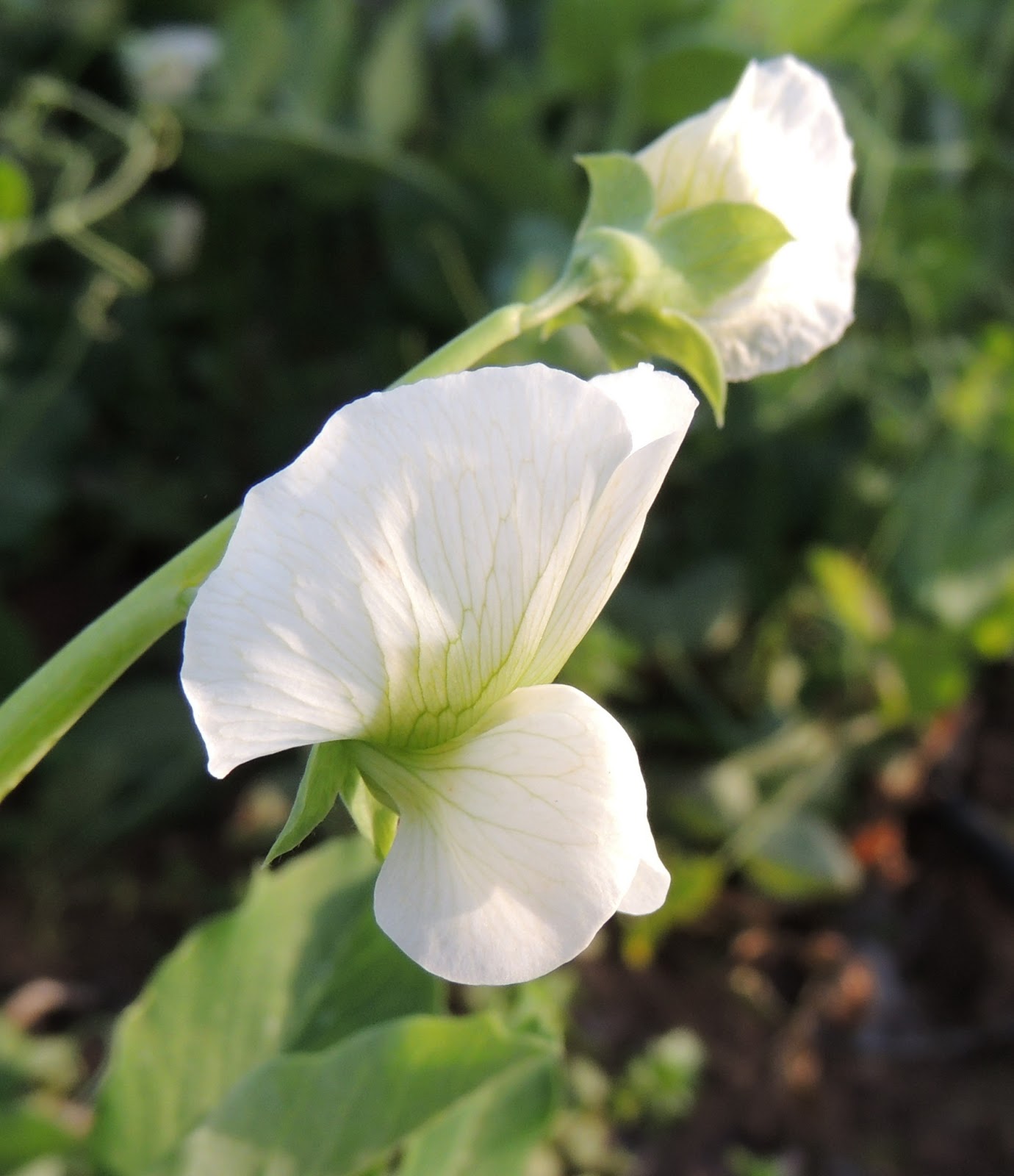 El Terrao - Dos urbanitas en el campo: EL HUERTO EN FLOR