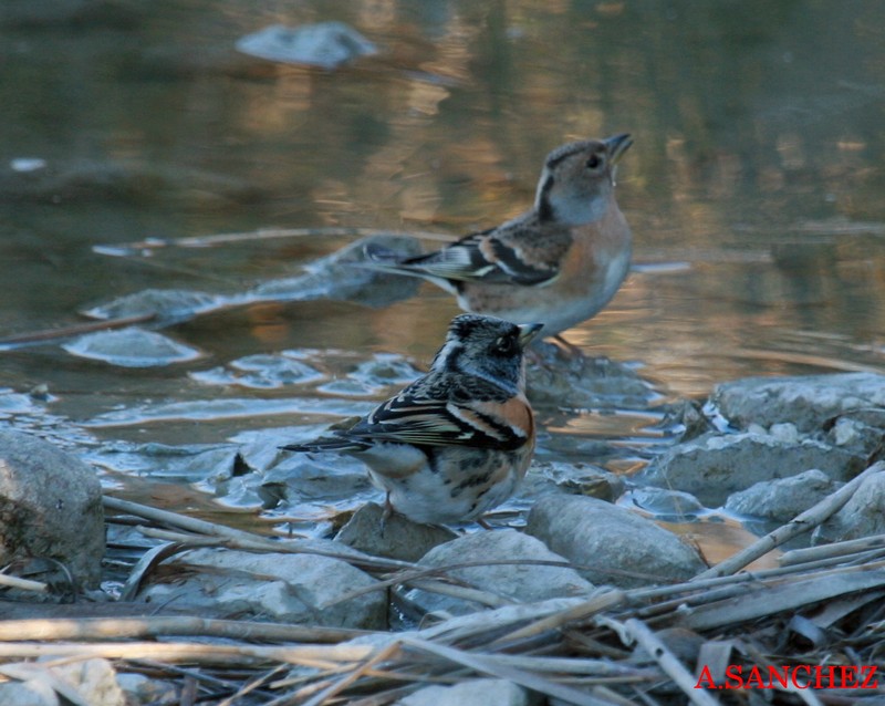 Aves de Aragón : Pinzón real