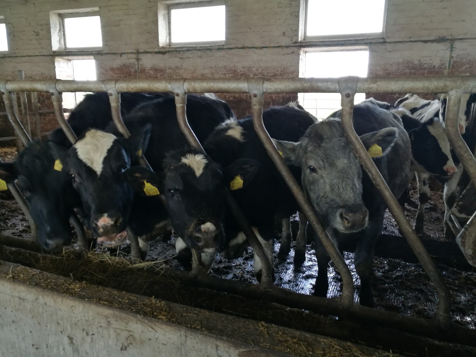 Veterinärstudent i Kaunas, Litauen.: Kossor, kossor och flera kossor