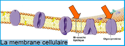 Les organites de la cellule animale et végétale | Bio faculté