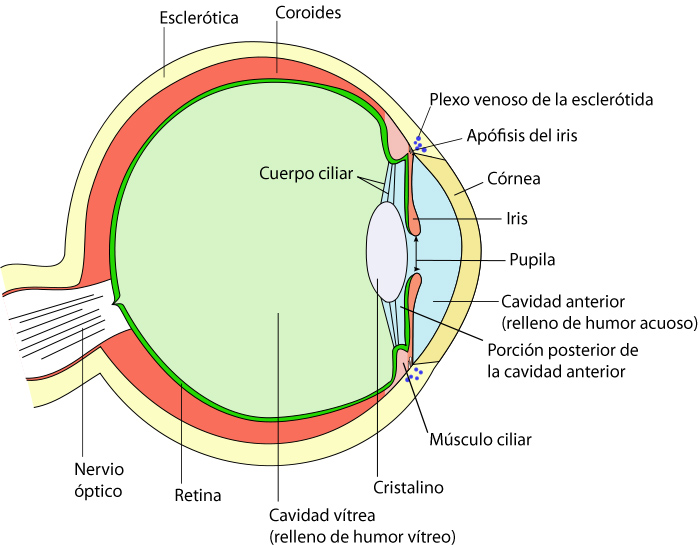 el moderno prometeo: Anatomía básica del ojo