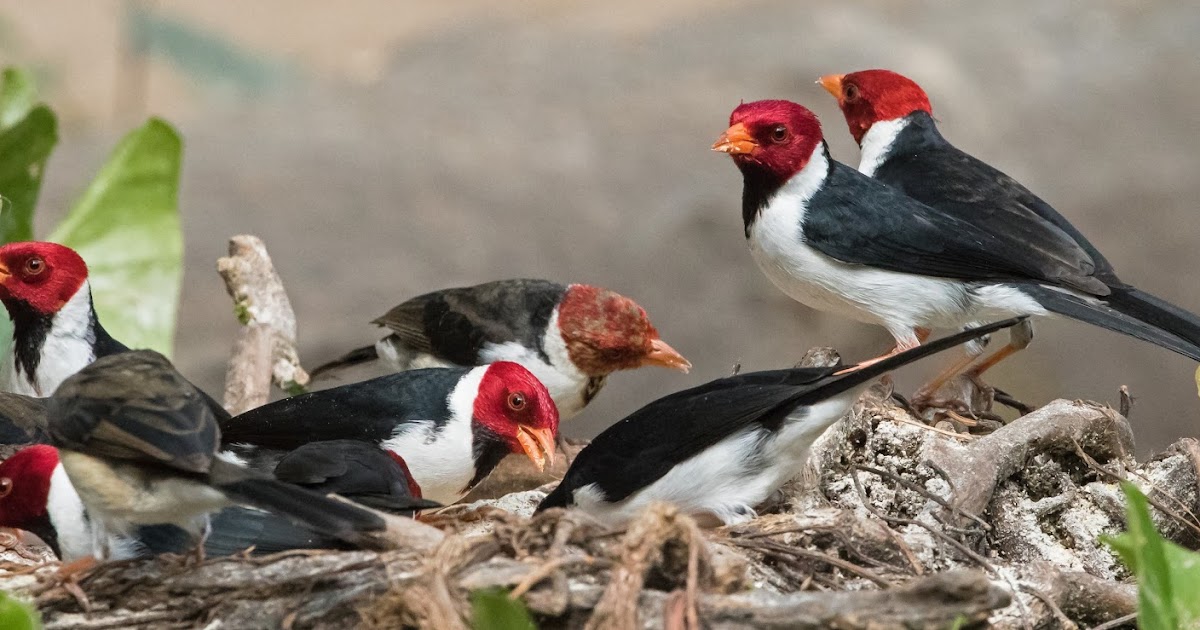 PANTANAL, BRAZIL August 2016: Yellow-beaked Cardinal