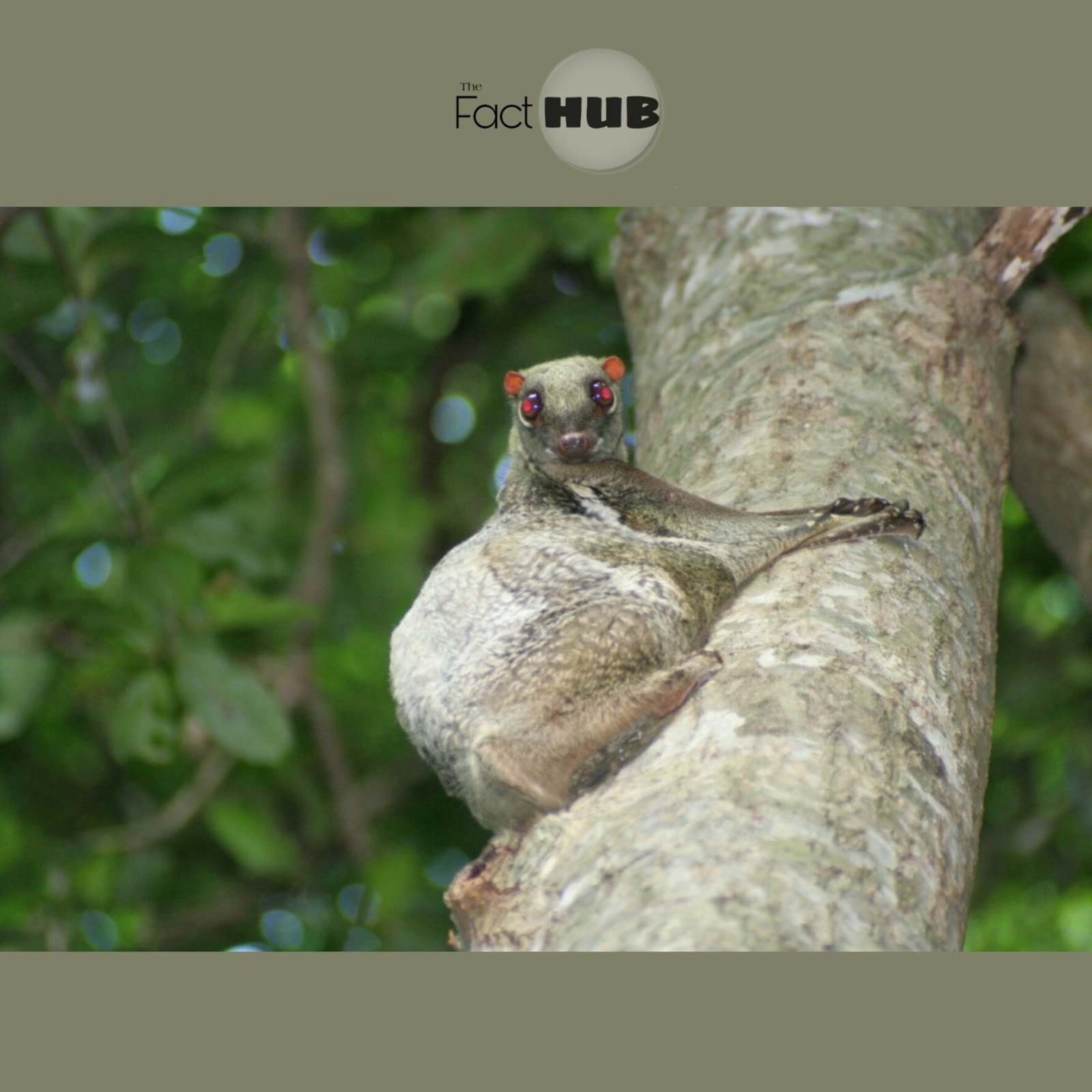 10 Strange Animals Facts That You Have Probably Never Hear About | The ...