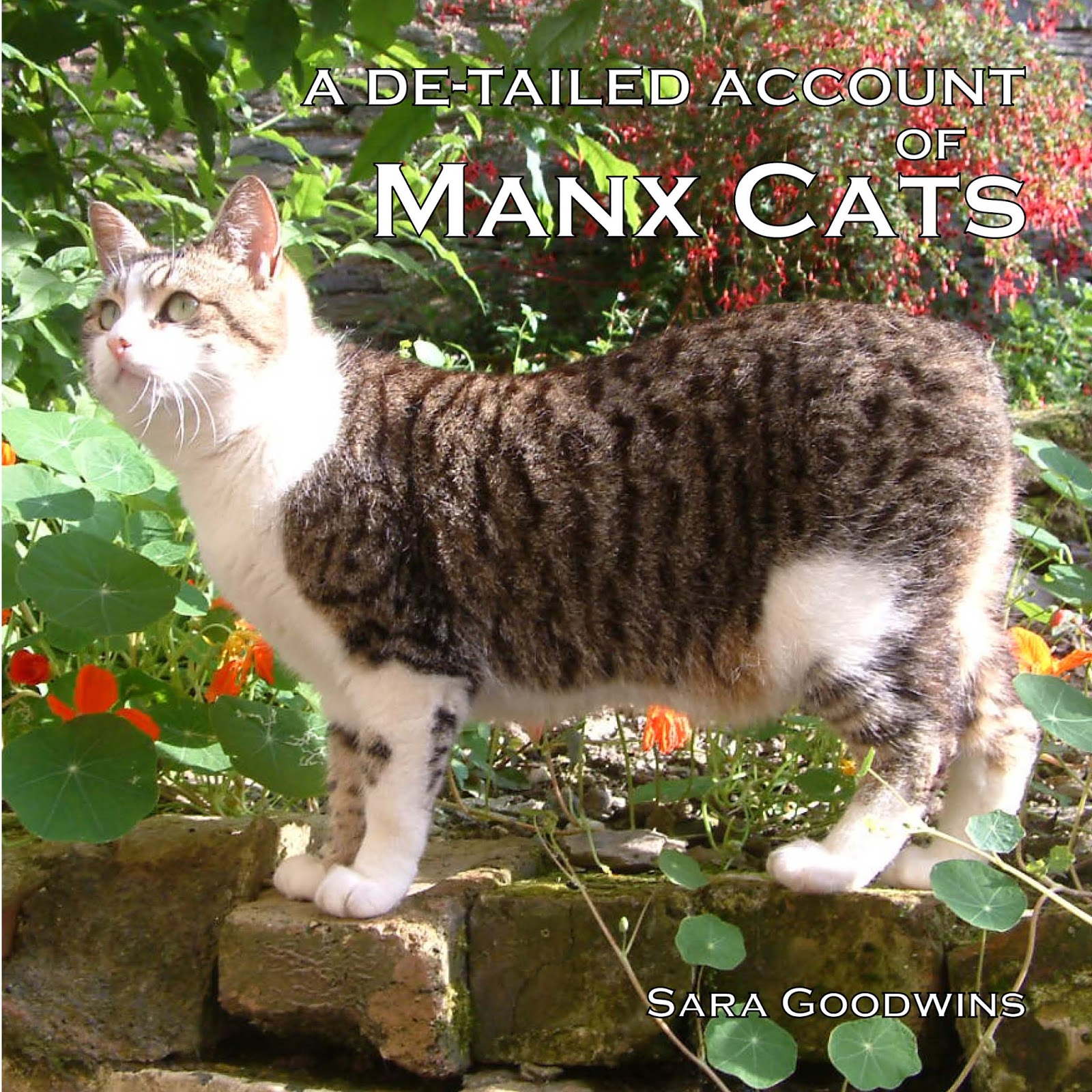 A De-Tailed Account of Manx Cats - North American Manx Association