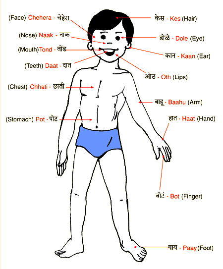 Body Parts Images With Names In Hindi Images Poster