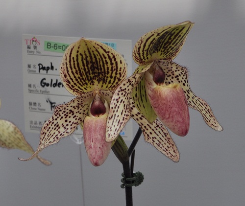 PaphYeo: TIOS 2012 - Paph hybrids