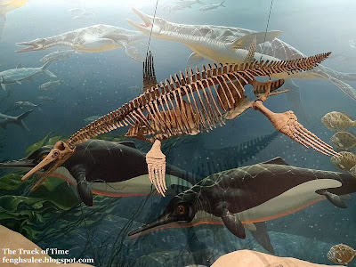 National Museum of Natural History - Ancient Seas | The Track of Time