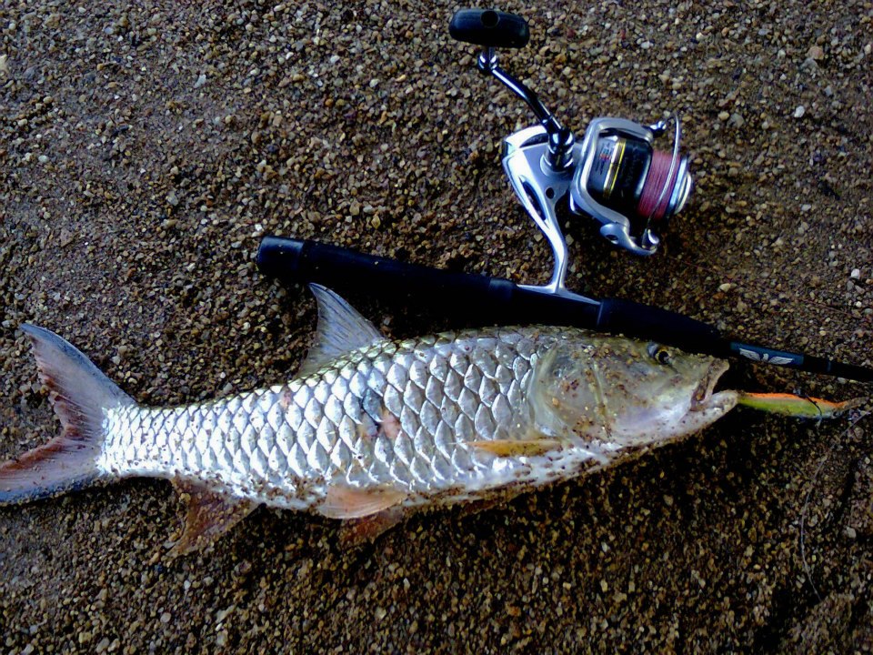 Fishing XPDC: Sebarau Kelantan