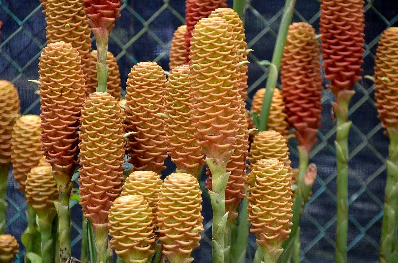 FLORACIONES EN MÁLAGA Y MÁS: Zingiber spectabile, maracas