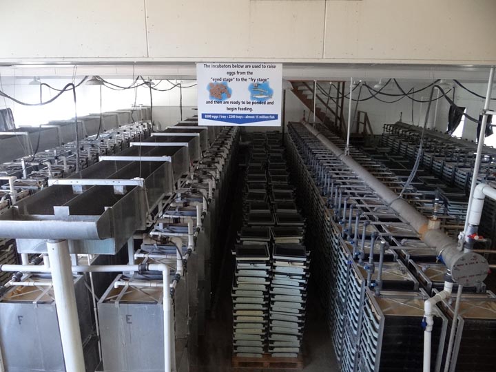 Reflections From the Fence: Bonneville Fish Hatchery Oregon, Fish for ...