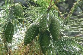 VIVERO HABITAT NATIVO: ARBOL PINO ROMERÓN