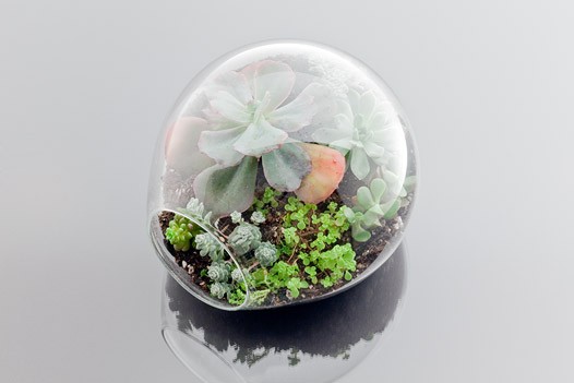 the slow life: diy: terrarium