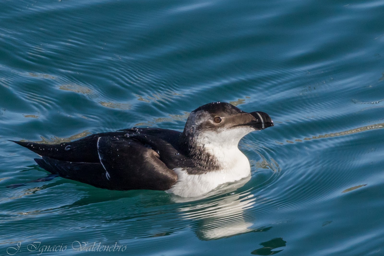 DocNatureBlog: El pingüino europeo. Alca Común (Alca torda). Alca Monxa.