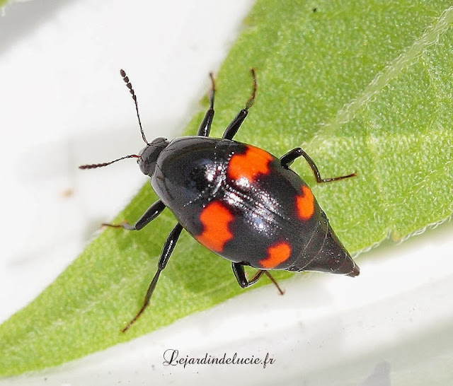 Scaphidium quadrimaculatum