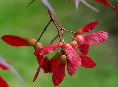 HOW TO GROW JAPANESE MAPLES FROM SEED |The Garden of Eaden