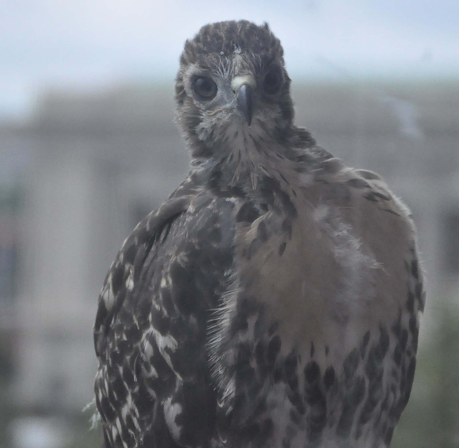 Hawkwatch at the Franklin Institute: Locked talons, more ledging ...