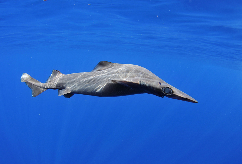 Artes de Pesca: VAMOS A PESCAR TIBURONES 2ª Parte