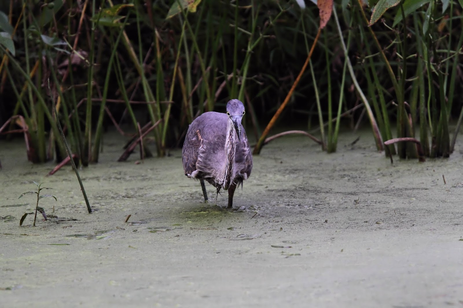 Birds from Behind : On the prowl...