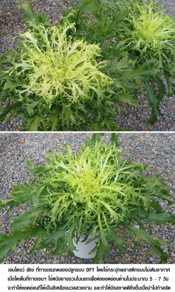 ZEN HYDROPONICS: เอนไดว์ ไฟร์ซี (Endive Frisee)