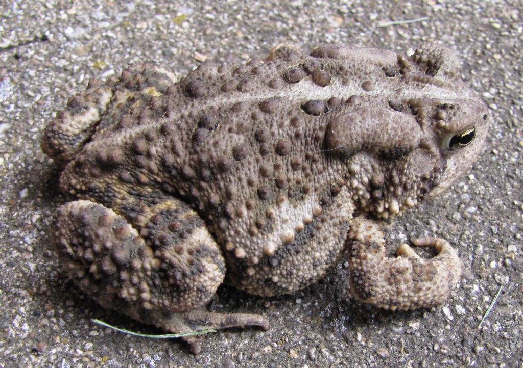Pinehaven - Farmersville, Ohio: A Visit from Mr. Toad