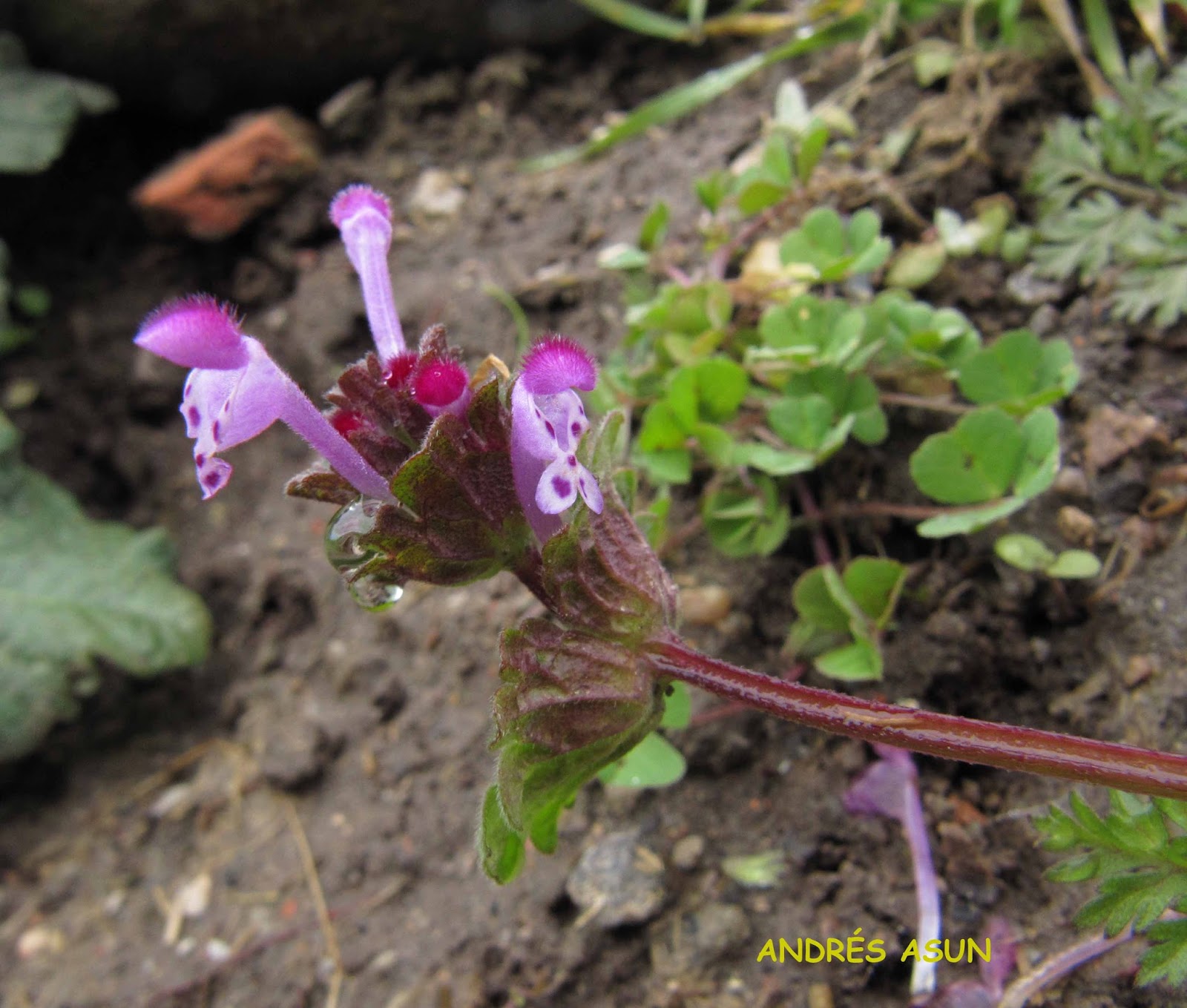 Flores silvestres de la Cordillera Cantábrica: LABIADAS - Labiatae
