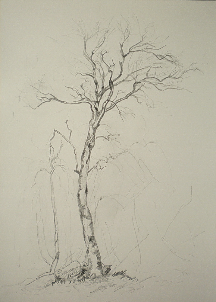 Deborah Paris: Drawing Trees- Student Work