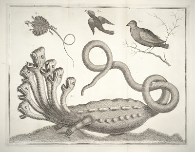 facsimilium: Micrographia