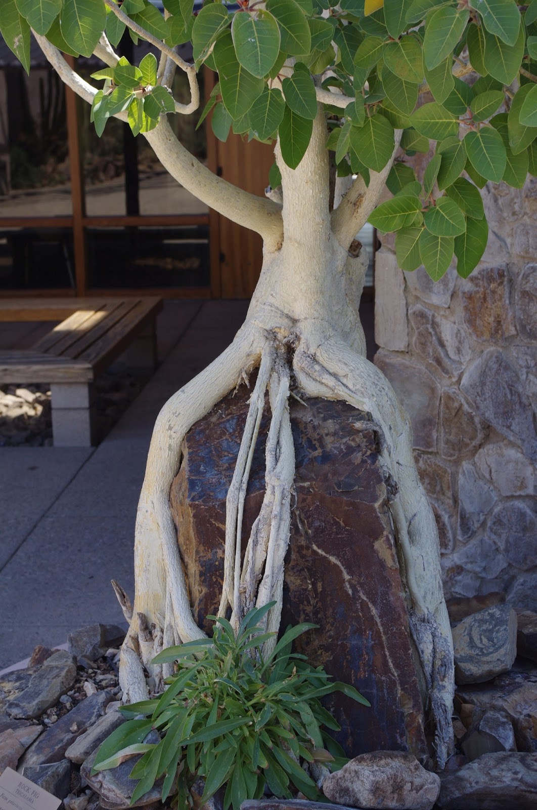 Timeless Environments: Creating Little Desert Trees as Ornamentals for ...
