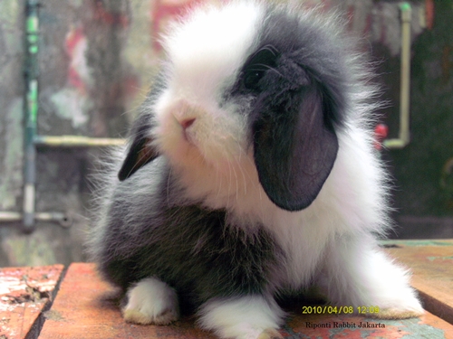 Rabbit lovers farm Lamongan: JENIS-JENIS KELINCI (2)