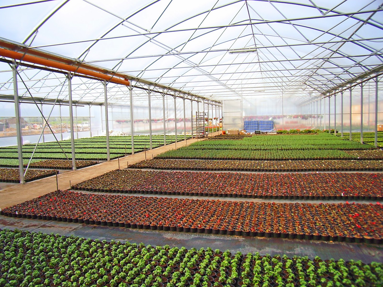 Sera Mea (Cultivarea Plantelor în Seră): Tipuri de materiale de ...