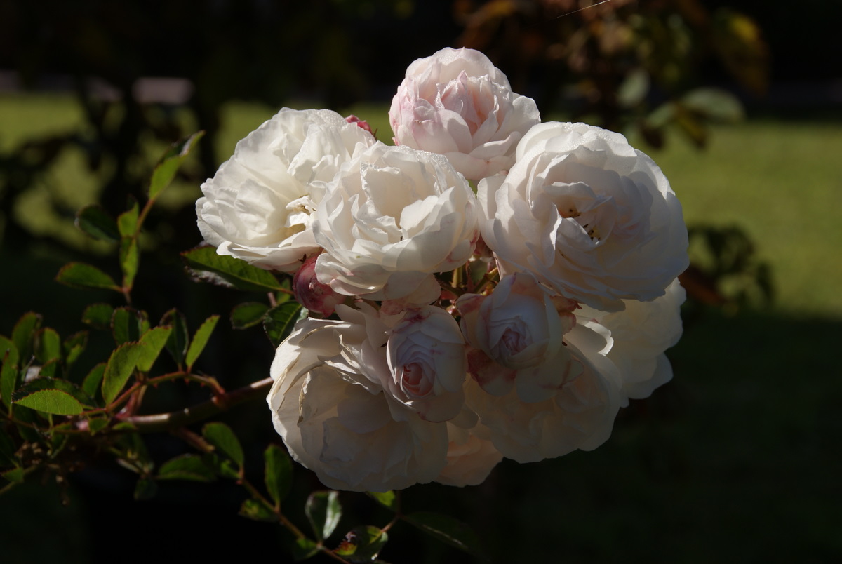 Organic Garden Dreams: May Roses