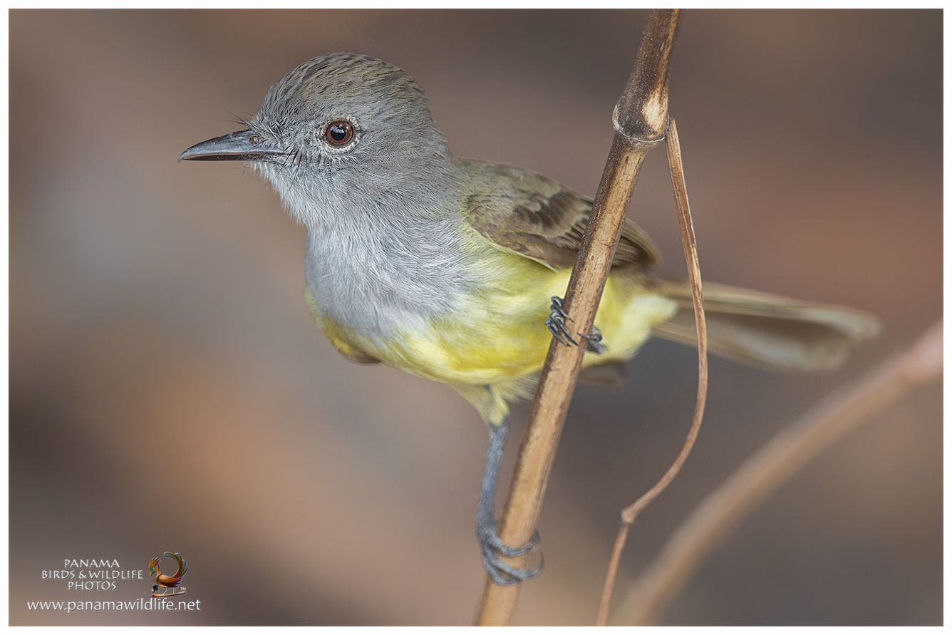 Featured species: American Kestrel (Falco sparverius)