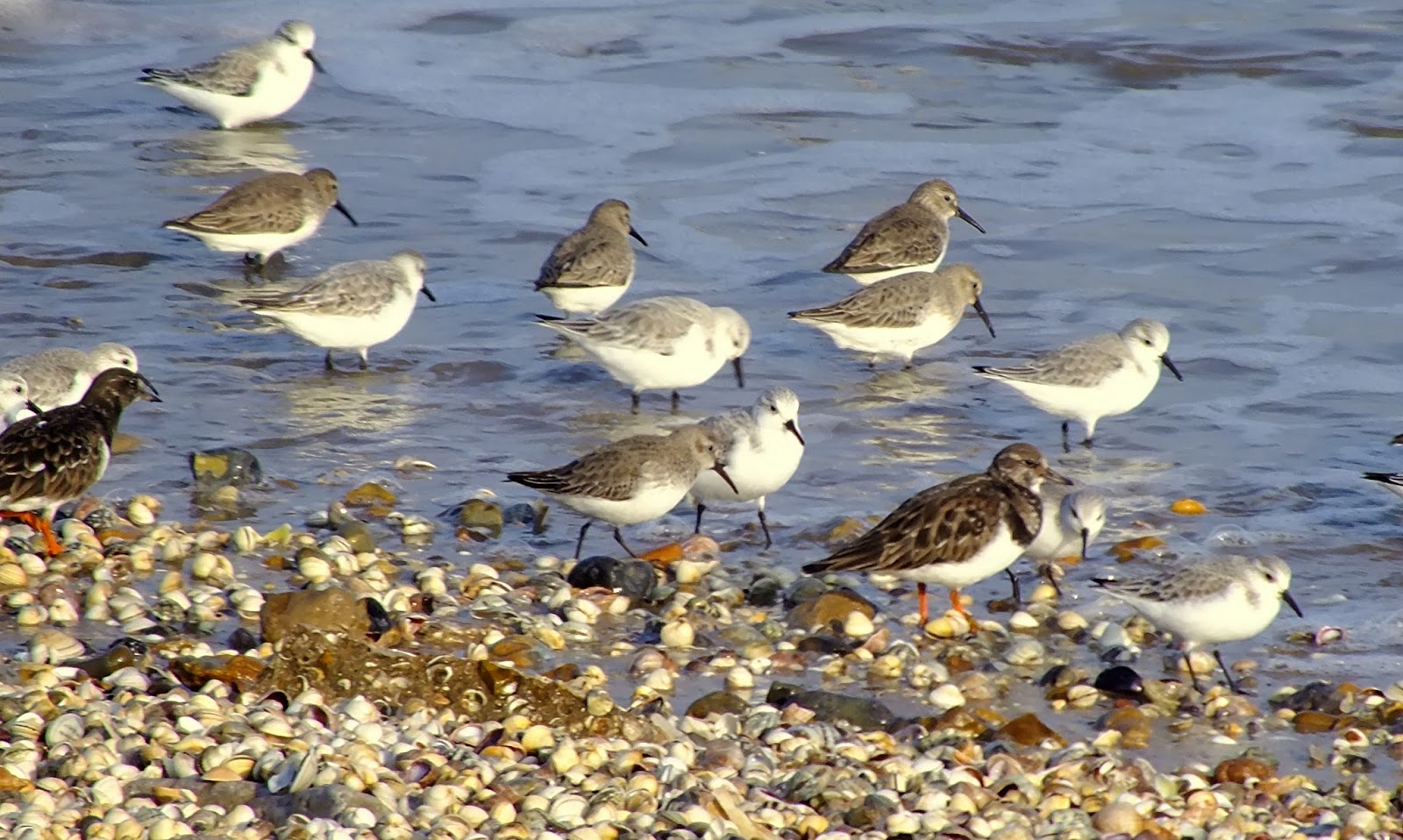 Tick 'n' go Birding: Capel Fleet & Shellness gets us 7 ticks.