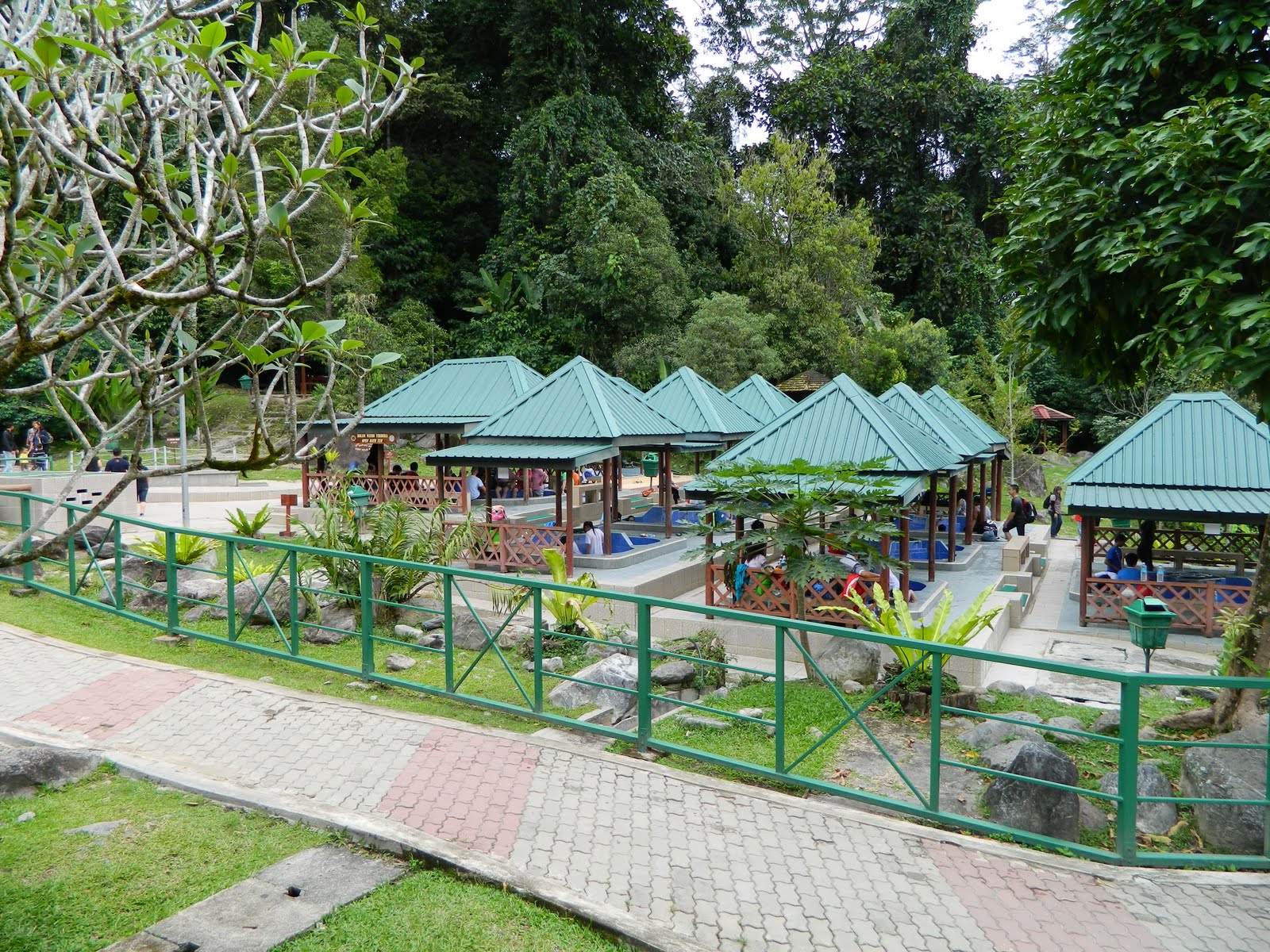 Rainforest Of Borneo: Kinabalu Park & Poring Hot Spring (full day)