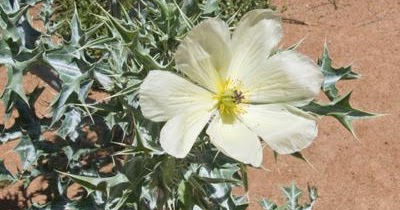 FICHA MEDICINAL CHICALOTE