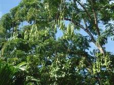 Anim Agro Technology: PETAI - TANAMAN ULAM