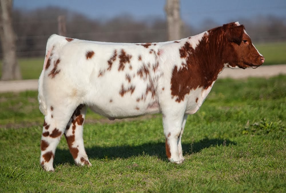 DIAMOND G CATTLE CO.