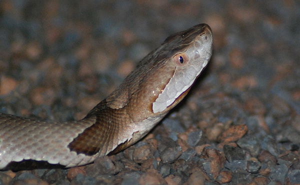 MObugs: Osage Copperhead