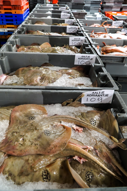 Through the Gaps! - Newlyn Fishing News: Mid-week fish market in Nelwyn ...