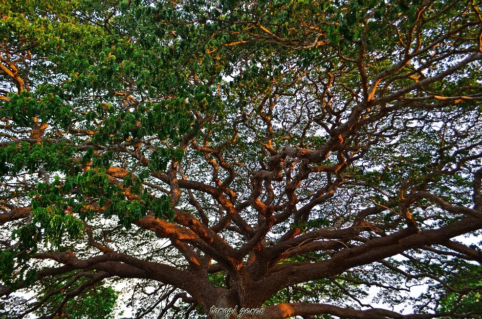 Lone Prowler: LA UNION CENTENNIAL TREE (ALSO KNOWN AS CARCARMAY ACACIA ...