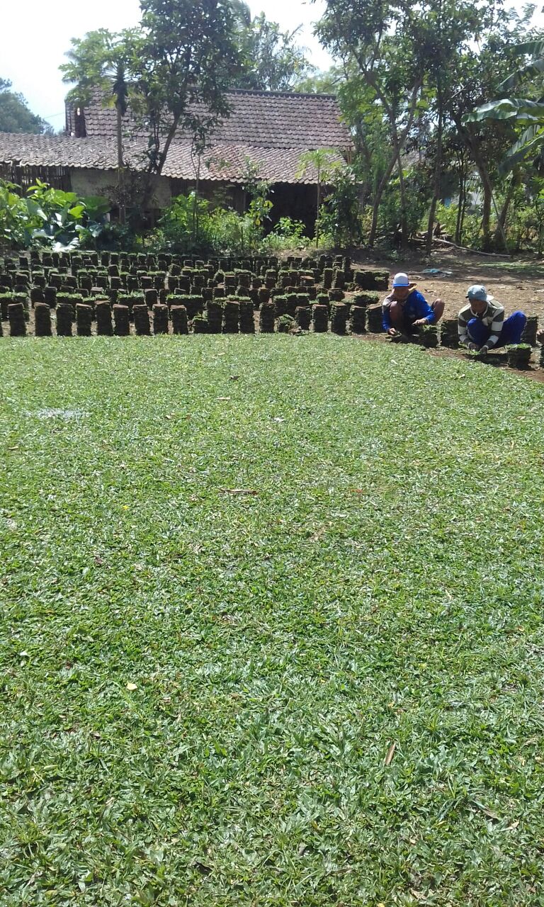 RUMPUT GAJAH MINI BATU MALANG JUNIL TAHUN 2023 ~ JUAL RUMPUT TAMAN DAN ...