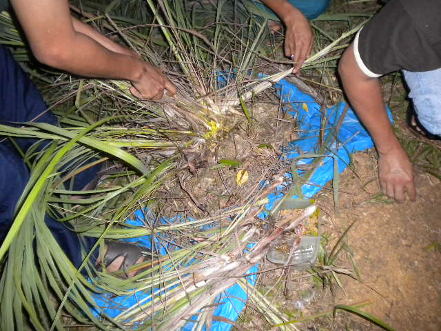 SAUDAGAR PERMATA MISTIK: Permata Mistik Dari Rumpun Serai Berbunga