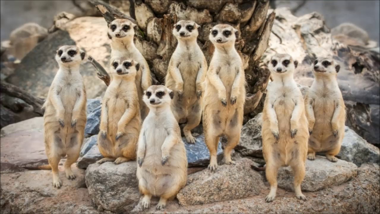 Mirket Klanı - Keyfi Sanat