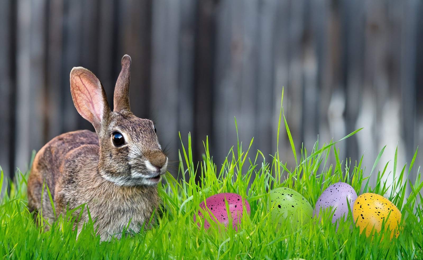 ΠΑΣΧΑΛΙΝΑ ΧΑΡΙΤΩΜΕΝΑ ΖΩΑΚΙΑ ΚΑΙ ΠΟΥΛΙΑ photos - wallpapers | the fun bank