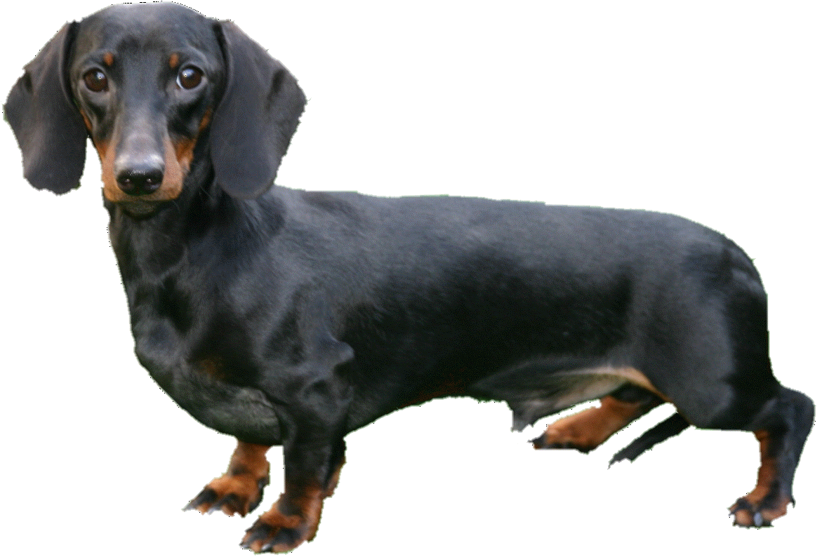 Nós, os Cachorros - No Japão: Raças de Cachorro: Dachshund ou Teckel